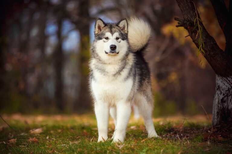10 of the Biggest Fluffy Dog Breeds | Great Pet Care