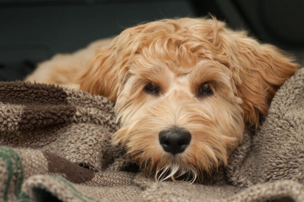 Labradoodle Personality Traits & Facts | Great Pet Care