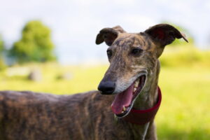 Greyhound Breed Personality Traits & Facts | Great Pet Care