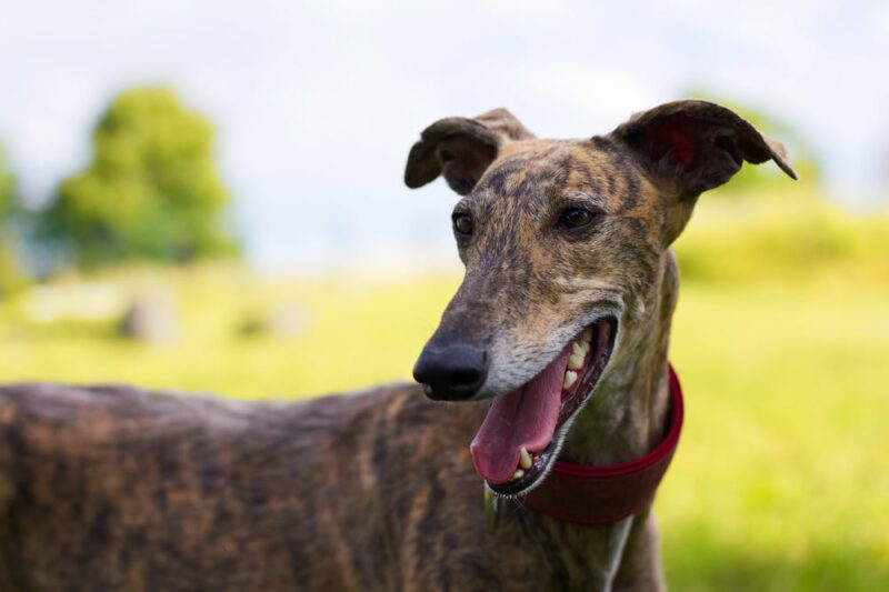 Greyhound Breed Personality Traits & Facts | Great Pet Care