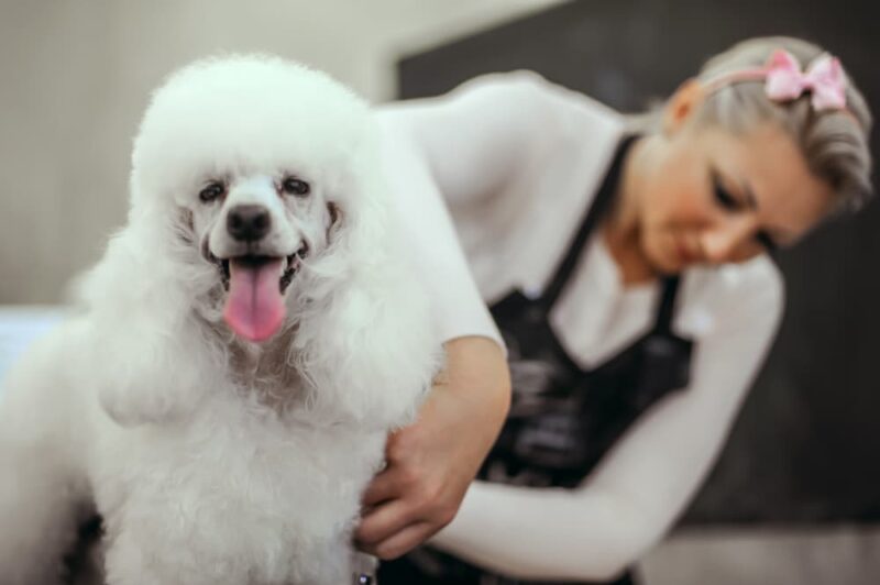 How to Groom a Poodle | Great Pet Care