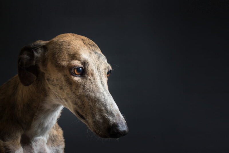 Greyhound Breed Personality Traits & Facts | Great Pet Care