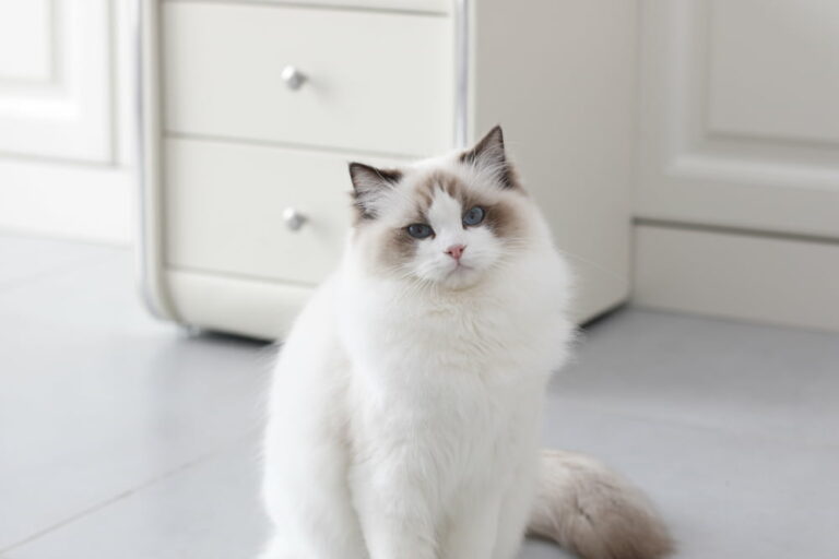 Ragdoll Cat Personality Traits & Facts | Great Pet Care