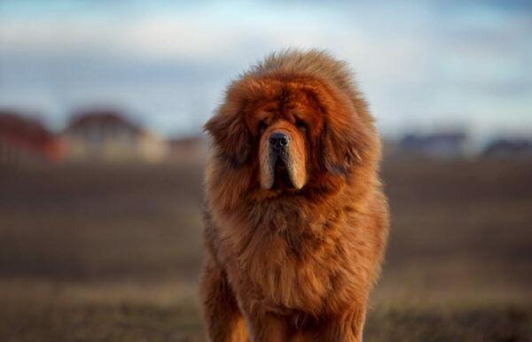 10 of the Biggest Fluffy Dog Breeds | Great Pet Care