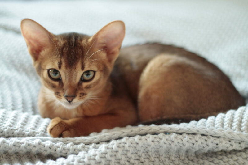 Abyssinian Cat Personality Traits & Facts | Great Pet Care