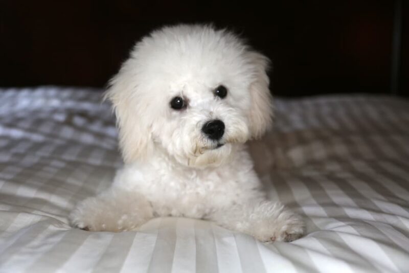 Bichon Frise Personality Traits & Facts | Great Pet Care