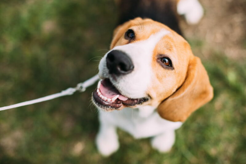 Beagle Breed Personality Traits & Facts | Great Pet Care