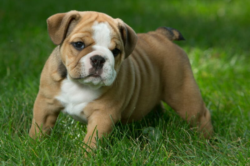 Bulldog Breed Personality Traits & Facts | Great Pet Care
