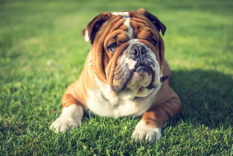 Bulldog Breed Personality Traits & Facts | Great Pet Care