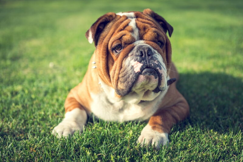 Bulldog Breed Personality Traits & Facts | Great Pet Care