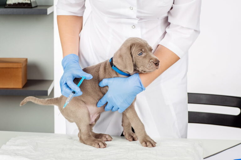 Distemper In Dogs | Great Pet Care