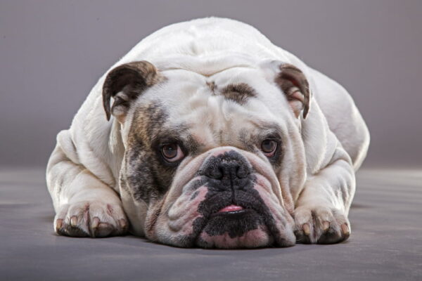 Bulldog Breed Personality Traits & Facts | Great Pet Care