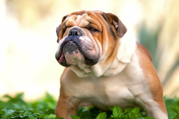 Bulldog Breed Personality Traits & Facts | Great Pet Care