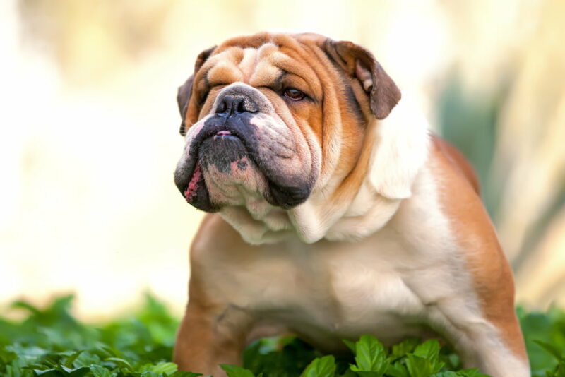 Bulldog Breed Personality Traits & Facts | Great Pet Care