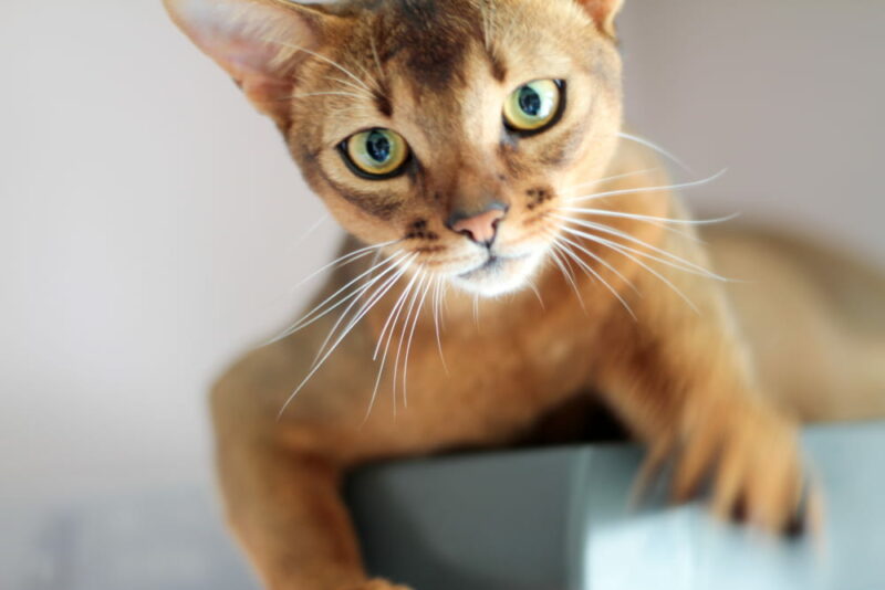 Abyssinian Cat Personality Traits & Facts | Great Pet Care