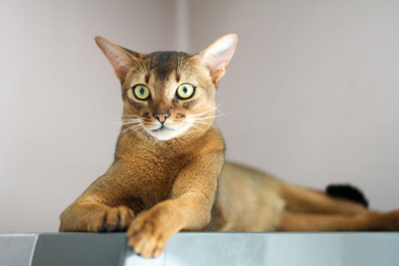 Abyssinian Cat Personality Traits & Facts | Great Pet Care