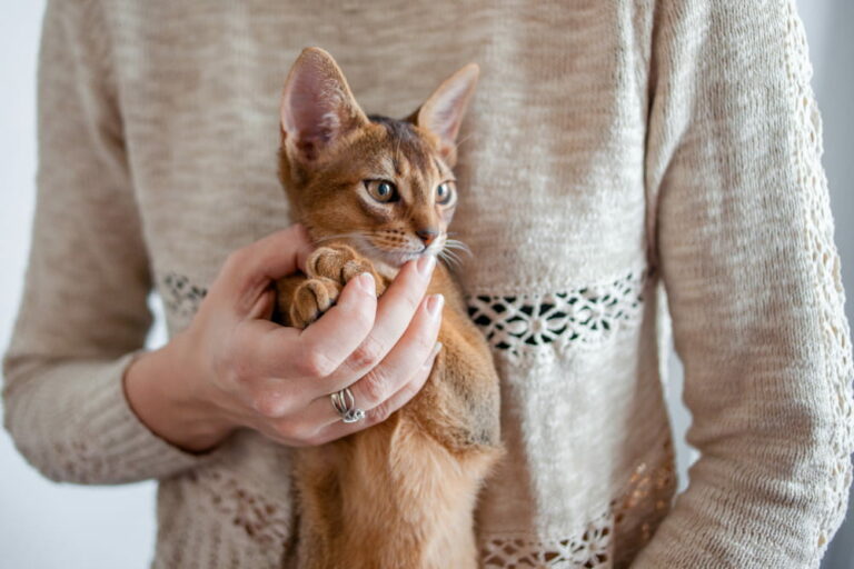 Abyssinian Cat Personality Traits & Facts | Great Pet Care