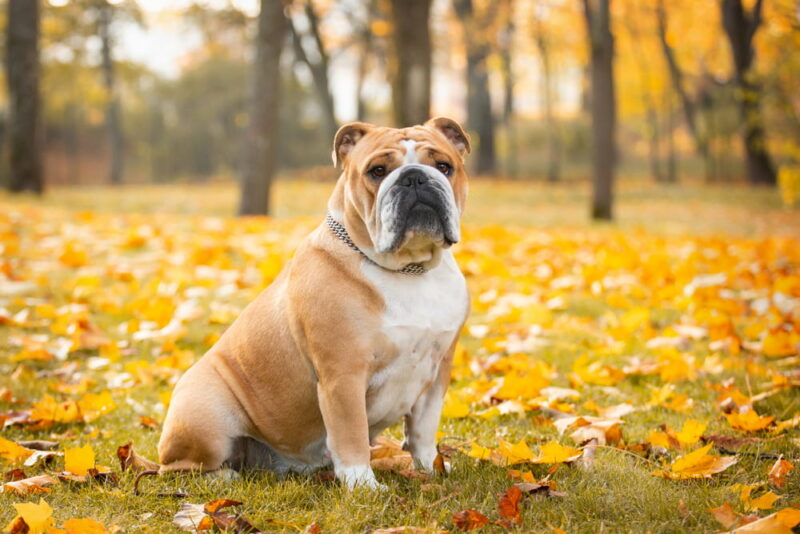 Bulldog Breed Personality Traits & Facts | Great Pet Care