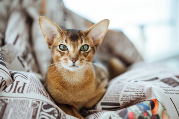 Abyssinian Cat Personality Traits & Facts | Great Pet Care