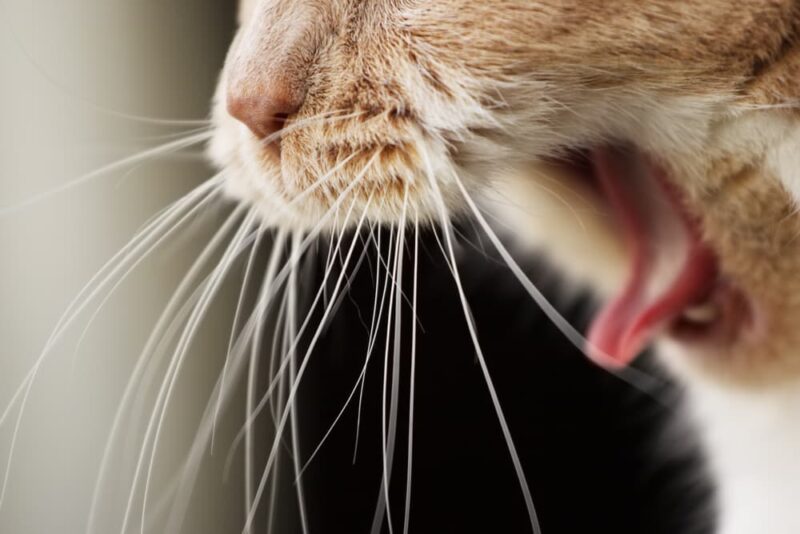 Cat Vomiting: 7 Causes and How to Help | Great Pet Care