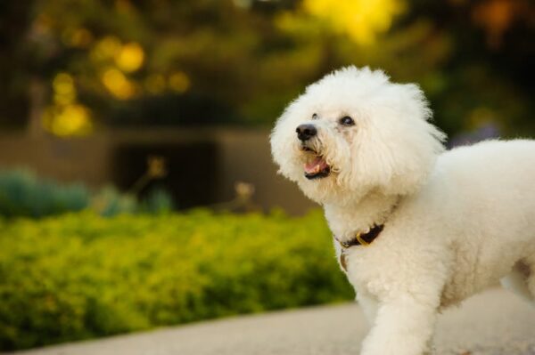 Bichon Frise Personality Traits & Facts | Great Pet Care