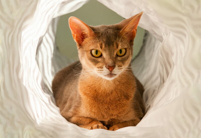 Abyssinian Cat Personality Traits & Facts | Great Pet Care