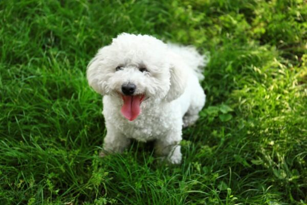 Bichon Frise Personality Traits & Facts | Great Pet Care