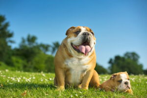 Bulldog Breed Personality Traits & Facts | Great Pet Care