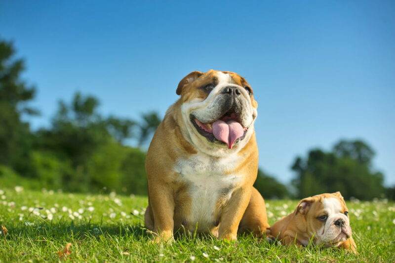 Bulldog Breed Personality Traits & Facts | Great Pet Care