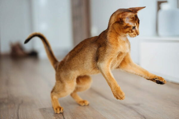Abyssinian Cat Personality Traits & Facts | Great Pet Care