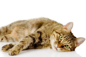Cat Vomiting: 7 Causes and How to Help | Great Pet Care
