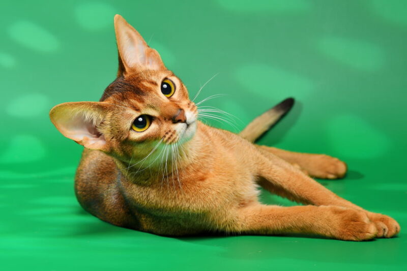 Abyssinian Cat Personality Traits & Facts | Great Pet Care