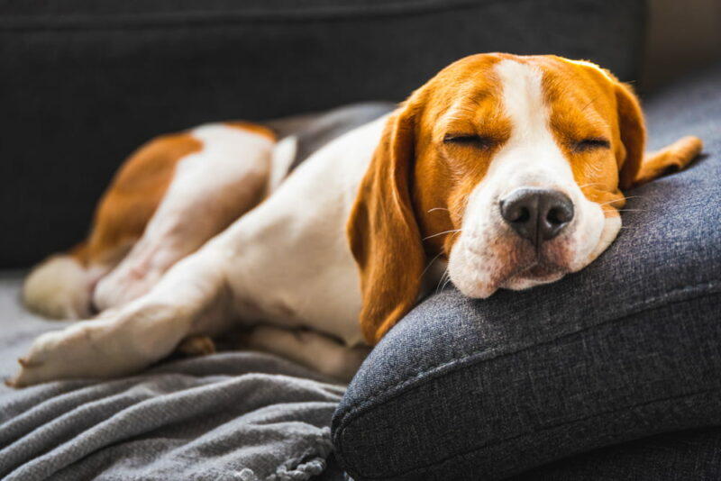 Beagle Breed Personality Traits & Facts | Great Pet Care