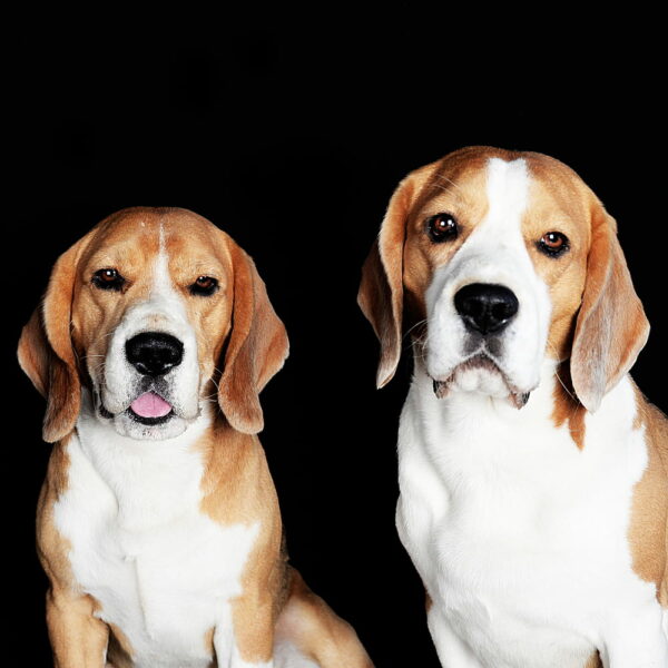 Beagle Breed Personality Traits & Facts | Great Pet Care