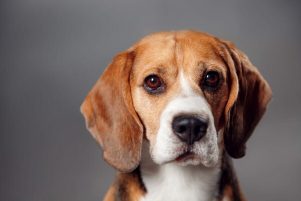 Beagle Breed Personality Traits & Facts | Great Pet Care