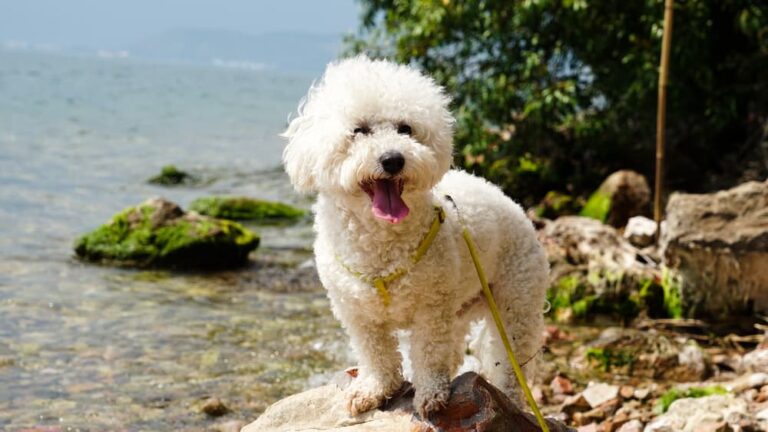 Bichon Frise Personality Traits & Facts | Great Pet Care