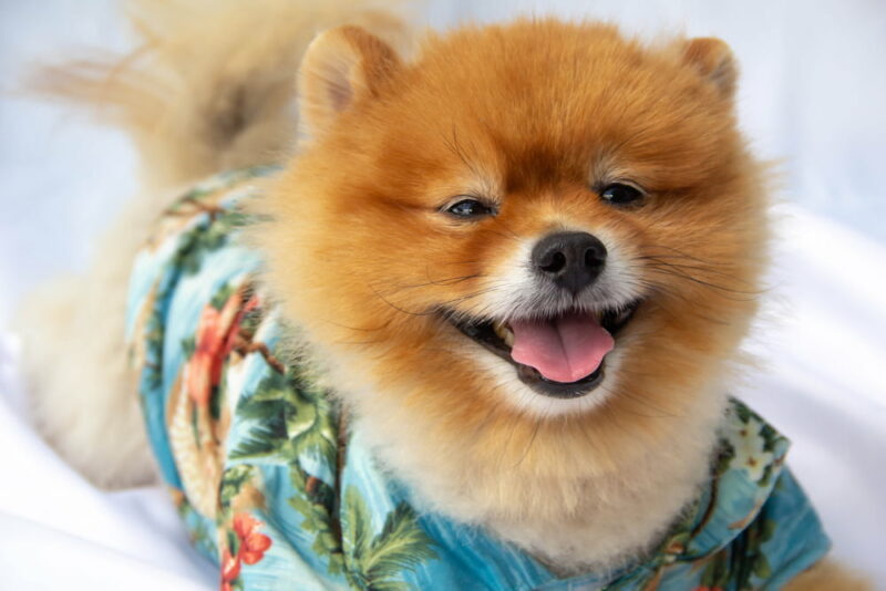36 Hawaiian Dog Names Inspired By Island Life | Great Pet Care