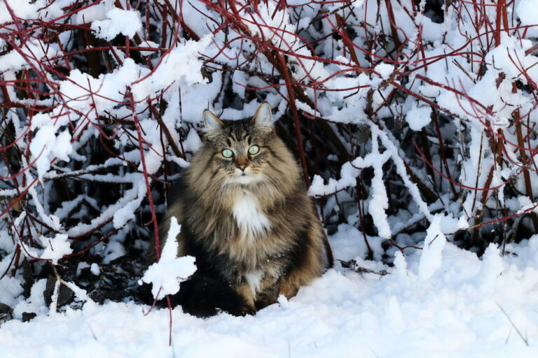 Norwegian Forest Cat Traits & Facts | Great Pet Care