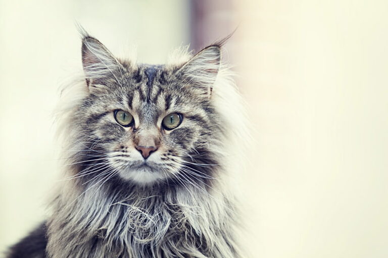 Norwegian Forest Cat Traits & Facts | Great Pet Care