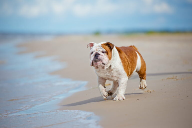 Bulldog Breed Personality Traits & Facts | Great Pet Care