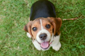 Beagle Breed Personality Traits & Facts | Great Pet Care
