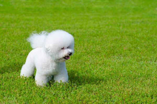 Bichon Frise Personality Traits & Facts | Great Pet Care
