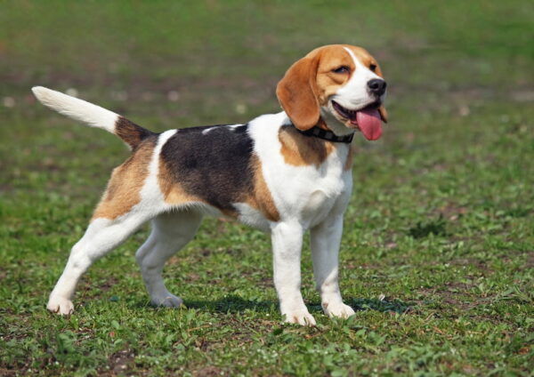 Beagle Breed Personality Traits & Facts | Great Pet Care