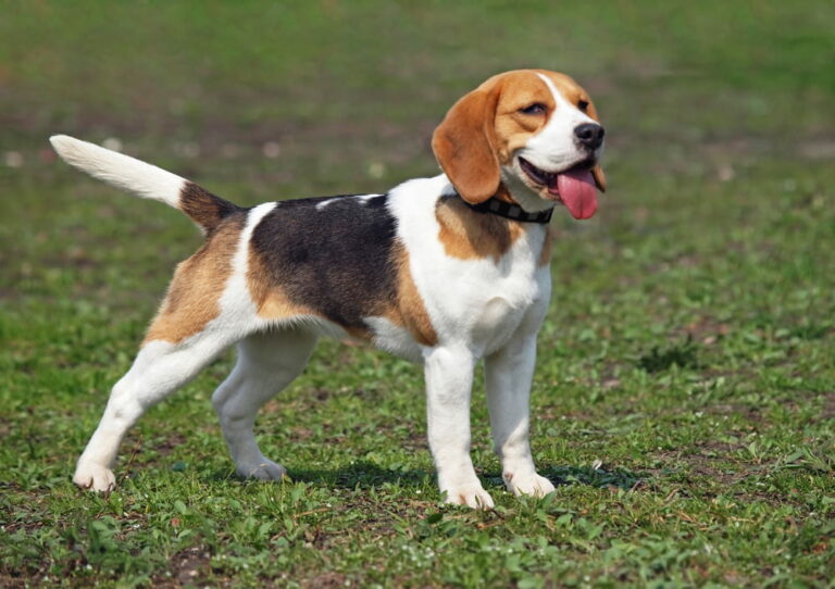 Beagle Breed Personality Traits & Facts | Great Pet Care