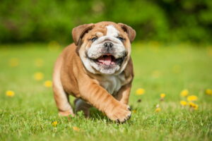 Bulldog Breed Personality Traits & Facts | Great Pet Care