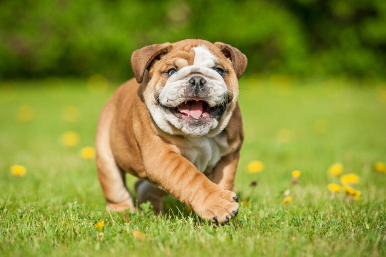 Bulldog Breed Personality Traits & Facts | Great Pet Care