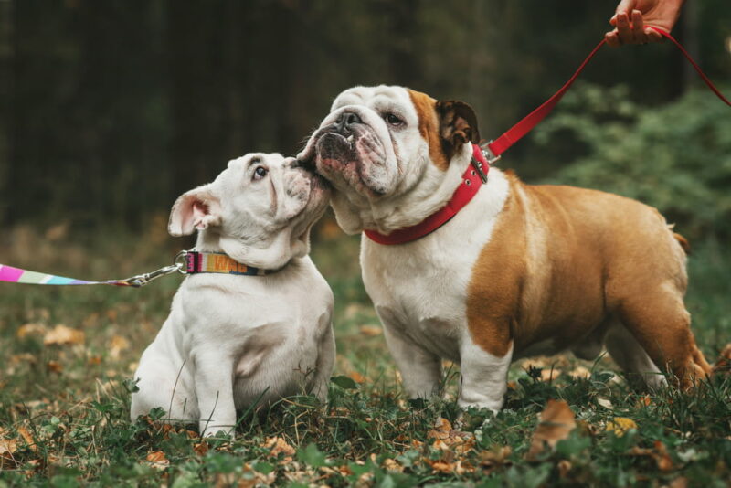 Bulldog Breed Personality Traits & Facts | Great Pet Care