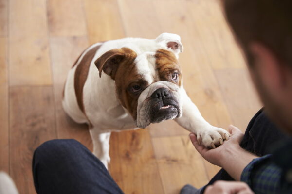 Bulldog Breed Personality Traits & Facts | Great Pet Care