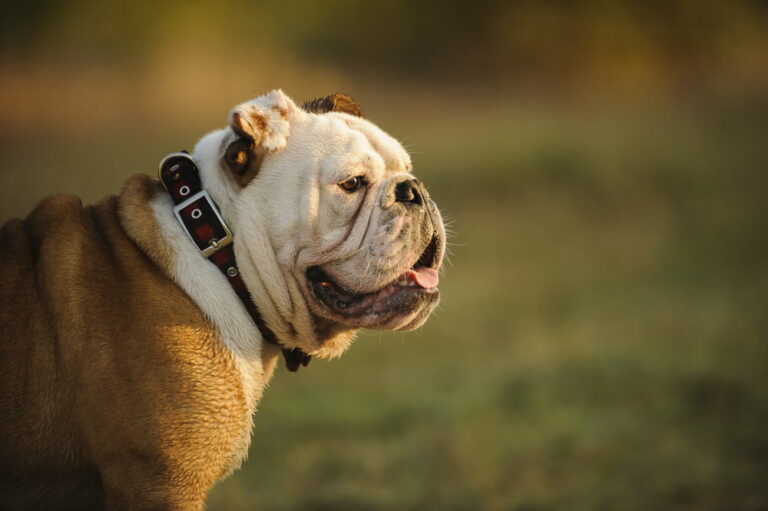 Bulldog Breed Personality Traits & Facts | Great Pet Care