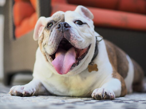 Bulldog Breed Personality Traits & Facts | Great Pet Care